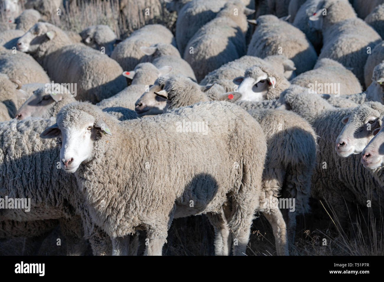Trailing of the Sheep Festival in Idaho Stock Photo - Alamy
