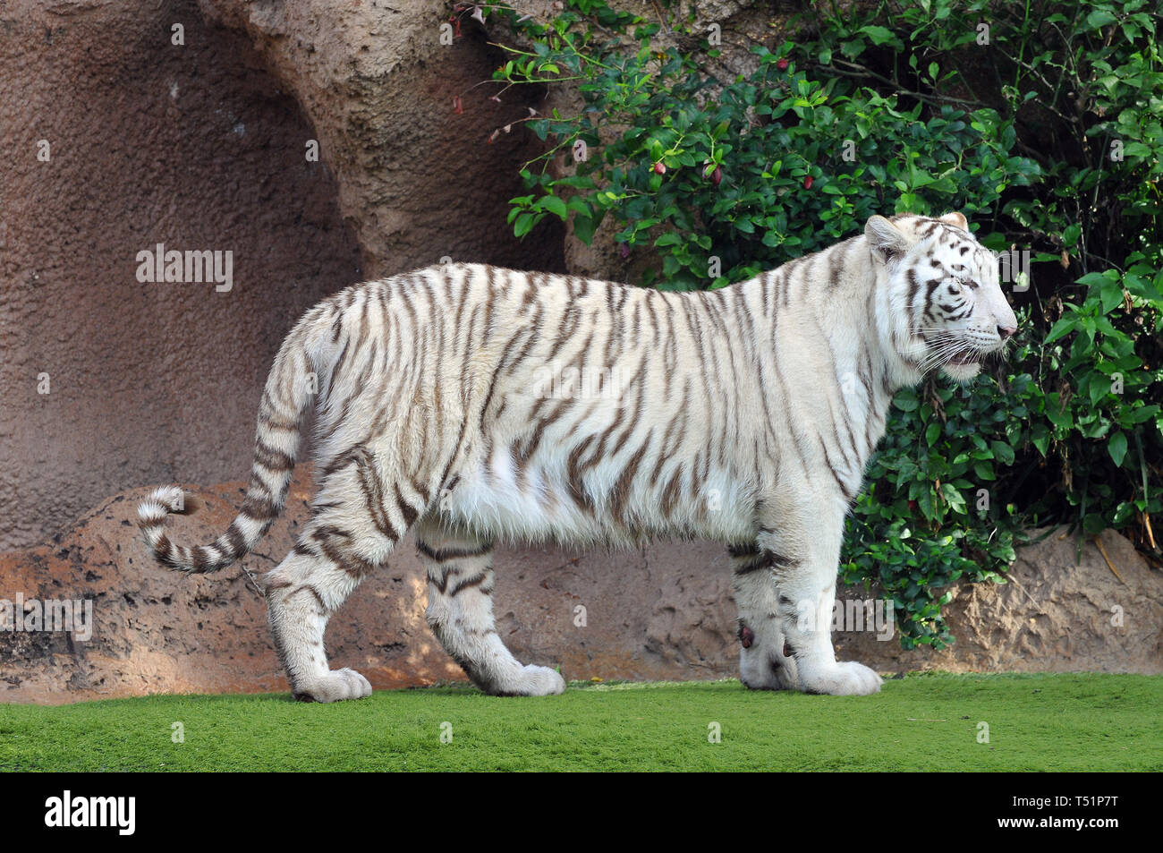 white tiger or bleached tiger, Bengal tiger, Königstiger, Tigre ...
