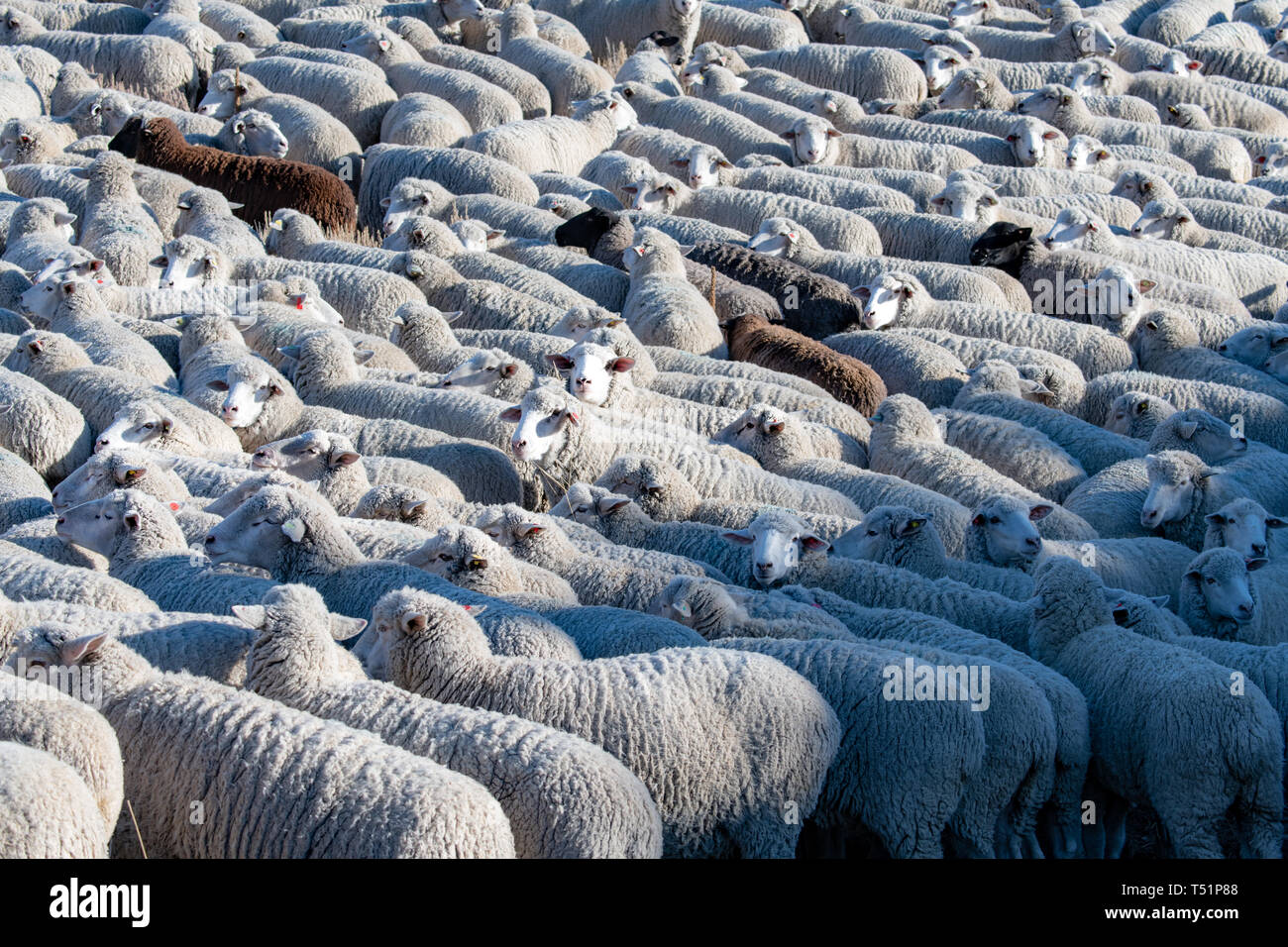 Trailing of the Sheep Festival in Idaho Stock Photo - Alamy