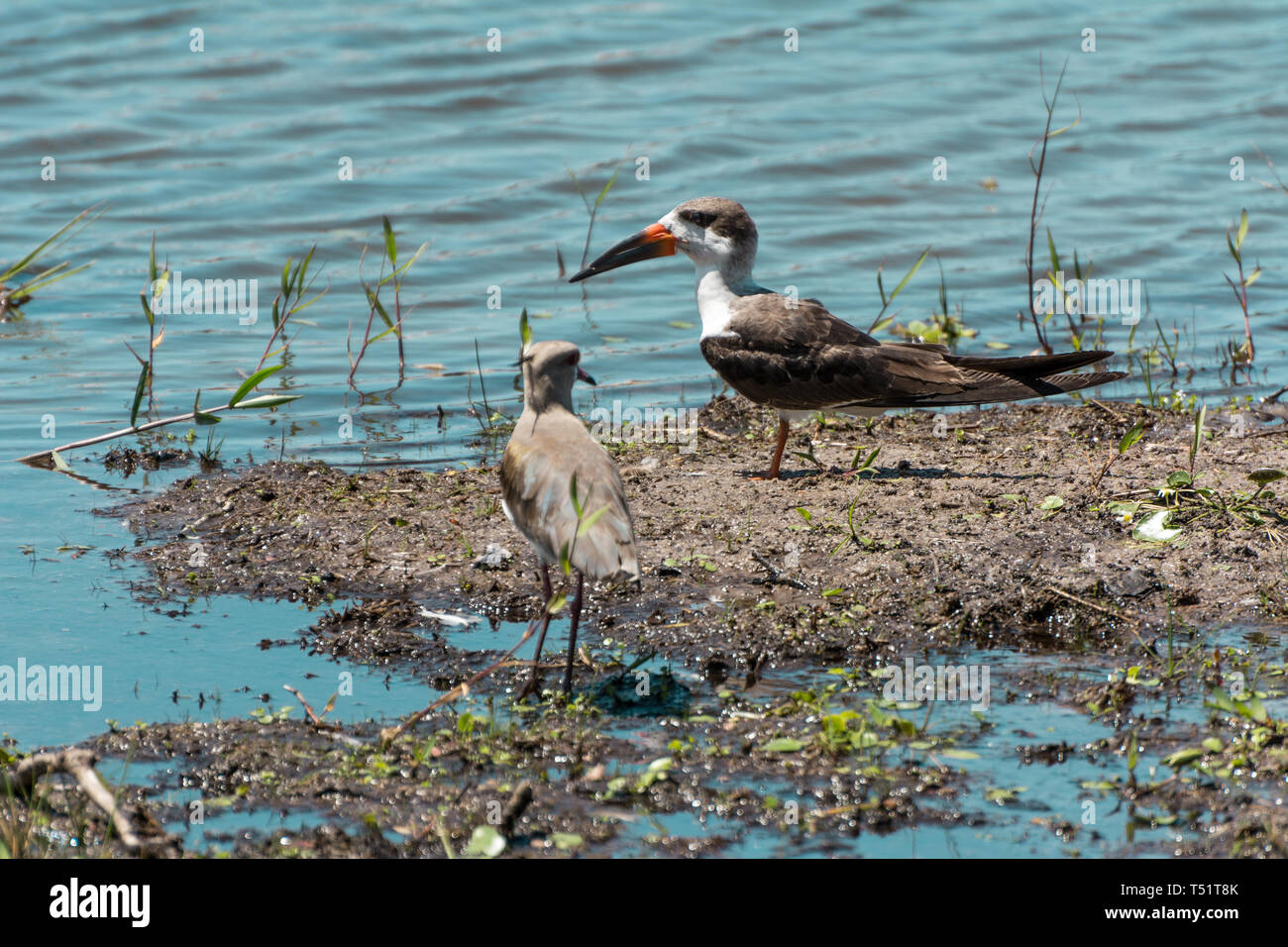Talha mar rynchops niger hi-res stock photography and images - Alamy