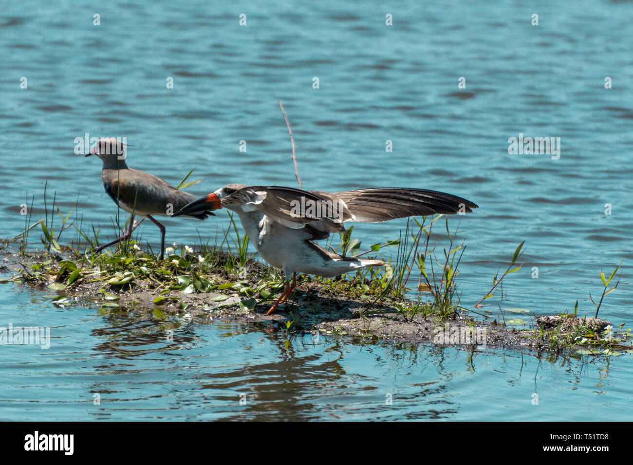 2019, January. Florianopolis, Brazil. Exotic bird, black skimmer ...