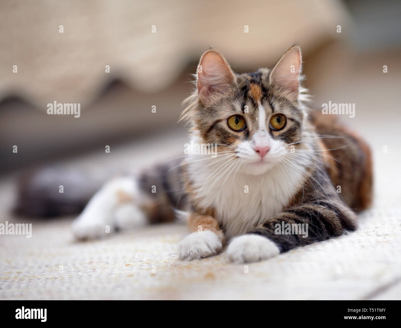 Multi colored cat hi-res stock photography and images - Alamy