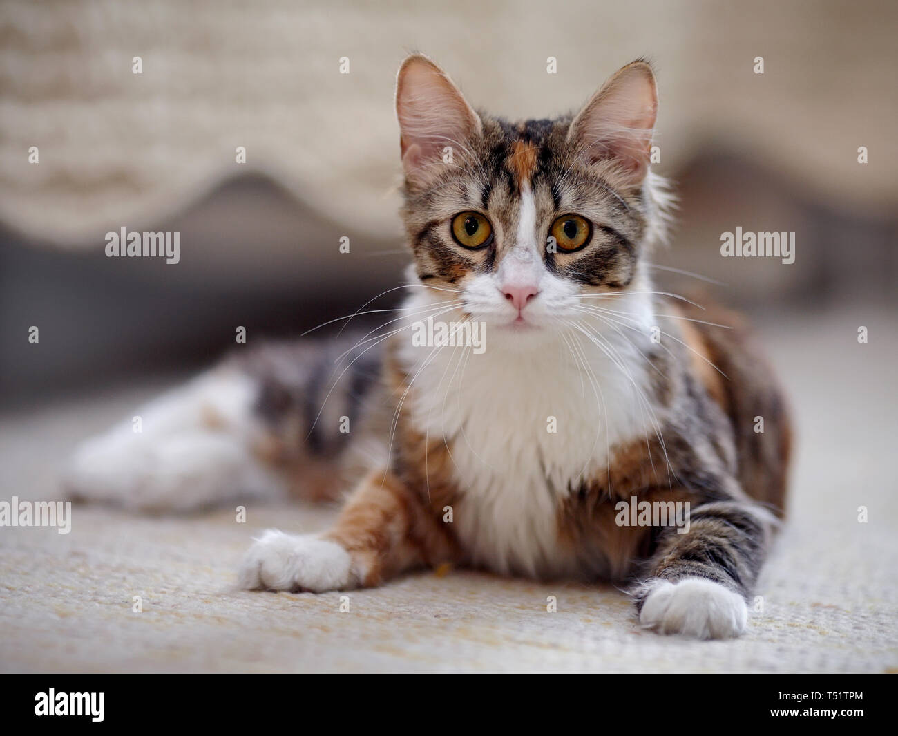 Multi-colored cat with yellow eyes. Striped not purebred kitten. Small ...