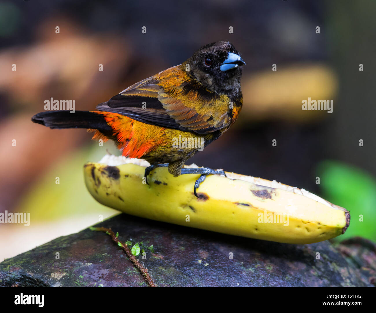 Beautiful female bird on banana Stock Photo - Alamy