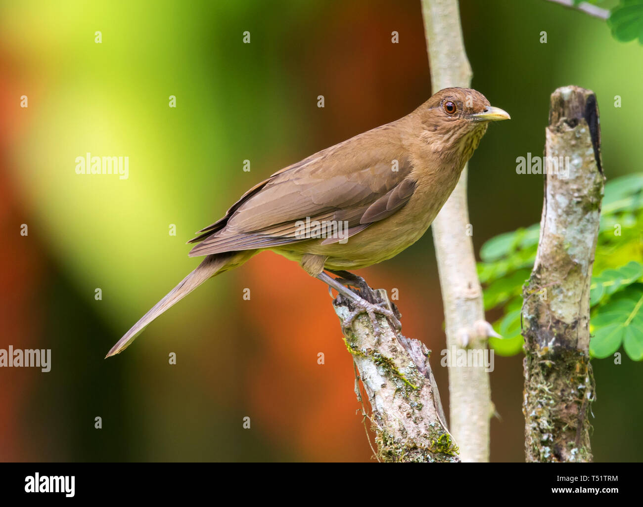 Clay coloured hi-res stock photography and images - Alamy