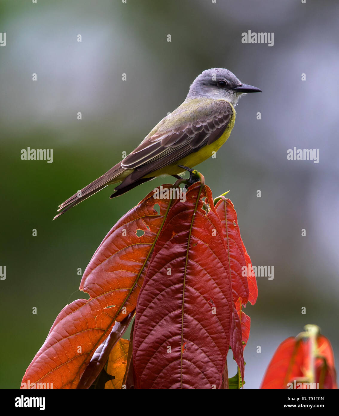Tropical kingbird costa rica hi-res stock photography and images - Alamy