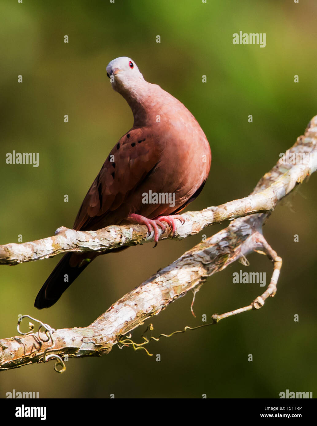 Short Billed Pigeon Stock Photo - Alamy