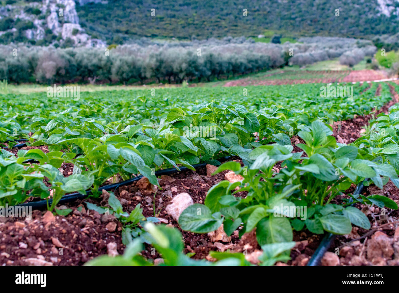Farm field with rows of young of potato plants growing outside under ...