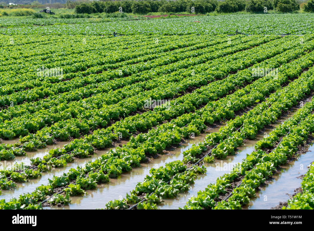 Farm field with rows of young fresh green salad lettuce plants growing ...