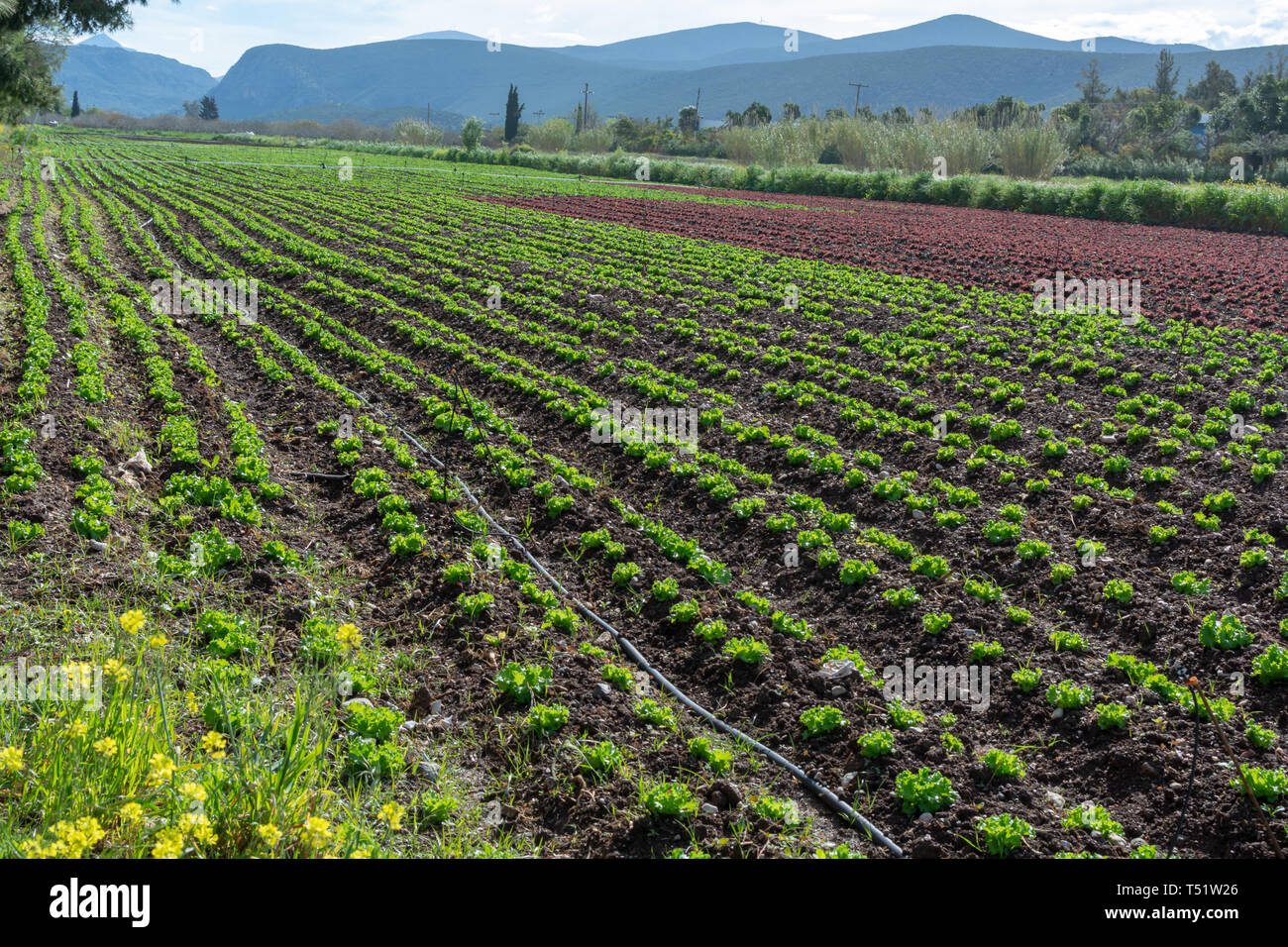 Farm field with rows of young fresh green salad lettuce plants growing ...