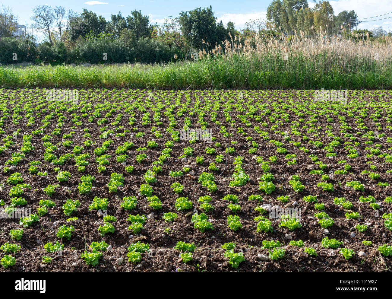 Farm field with rows of young fresh green salad lettuce plants growing ...