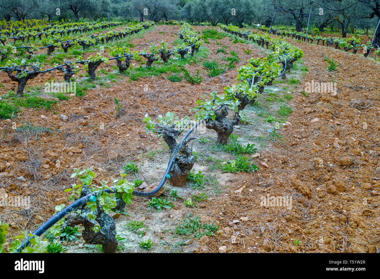 Old trunks and young green shoots of wine grape plants in rows in ...