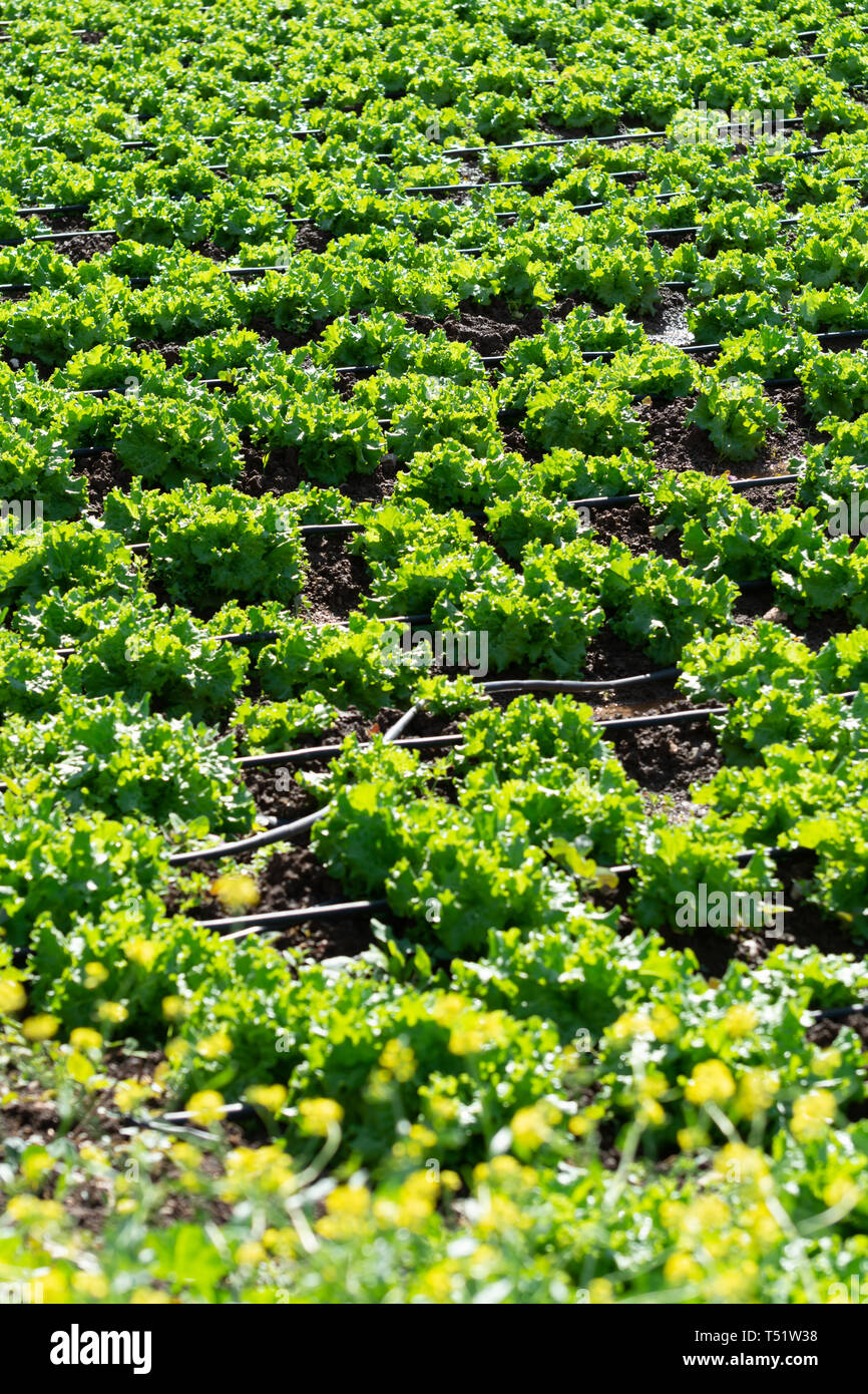 Farm field with rows of young fresh green salad lettuce plants growing ...