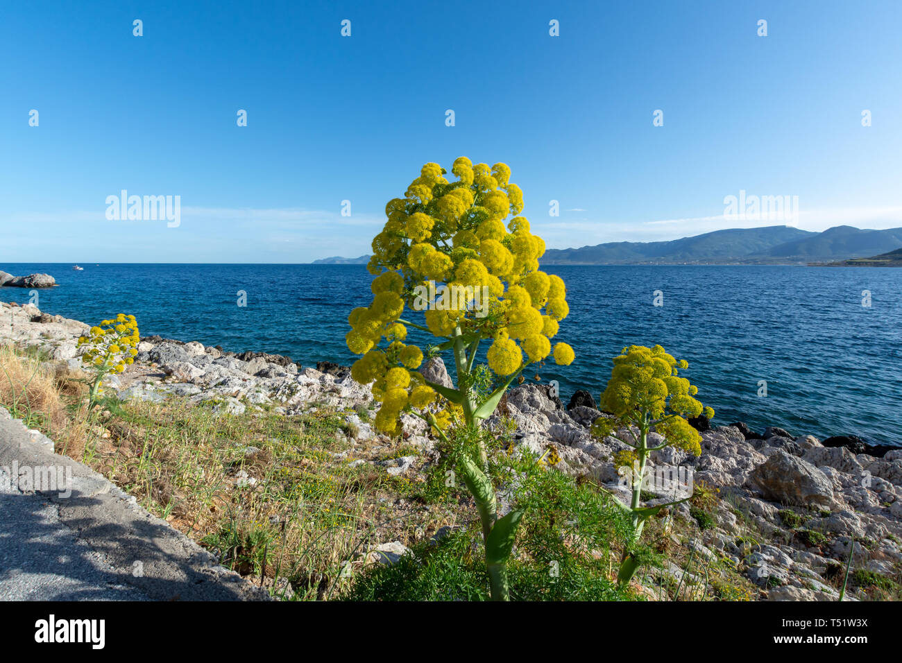 Ferula communis or giant fennel plant in blossom with big yellow ...