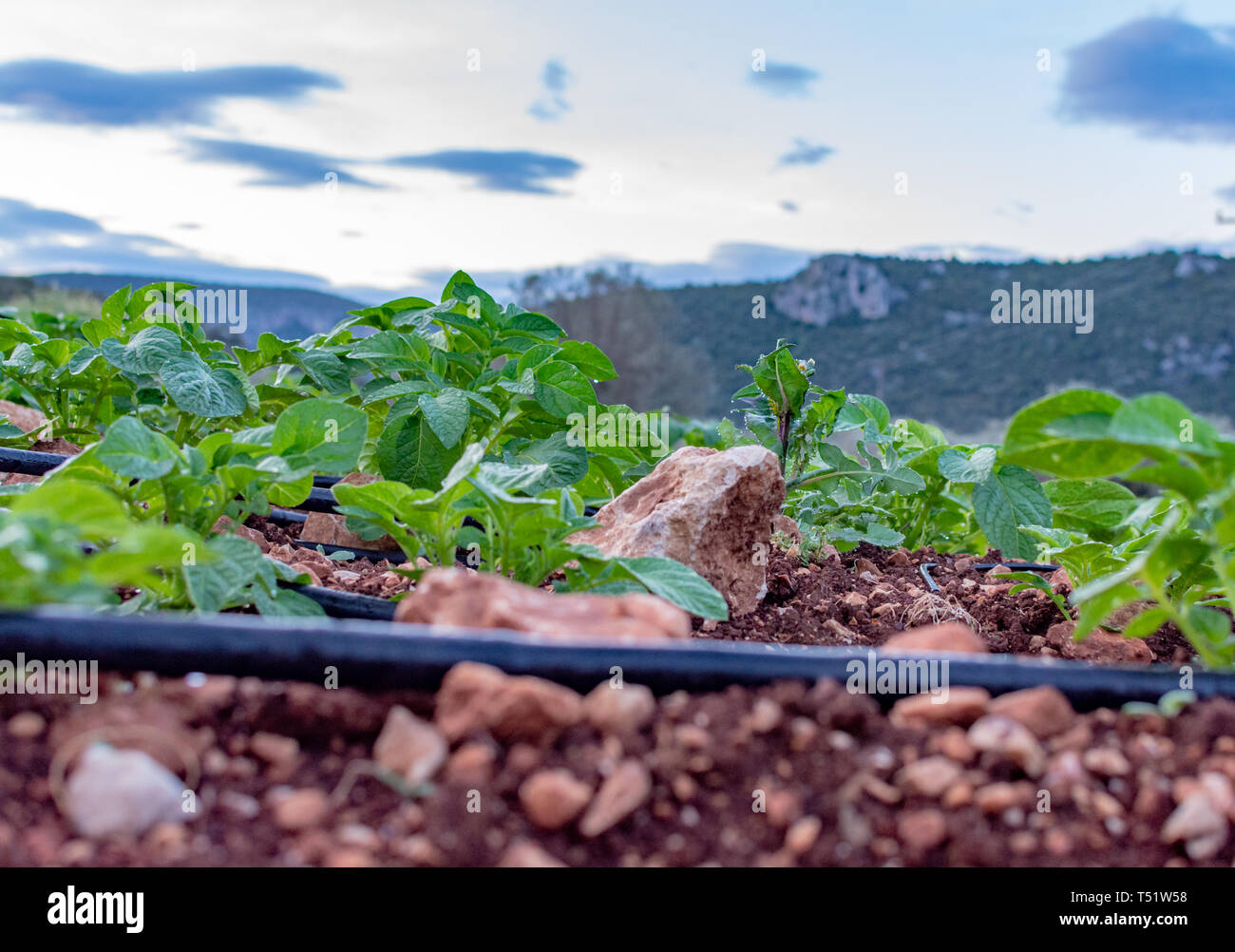 Farm field with rows of young of potato plants growing outside under ...
