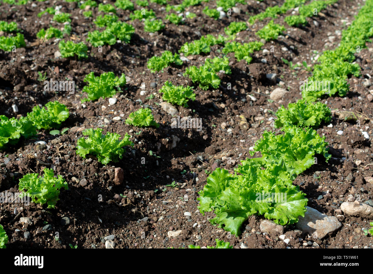 Farm field with rows of young fresh green salad lettuce plants growing ...