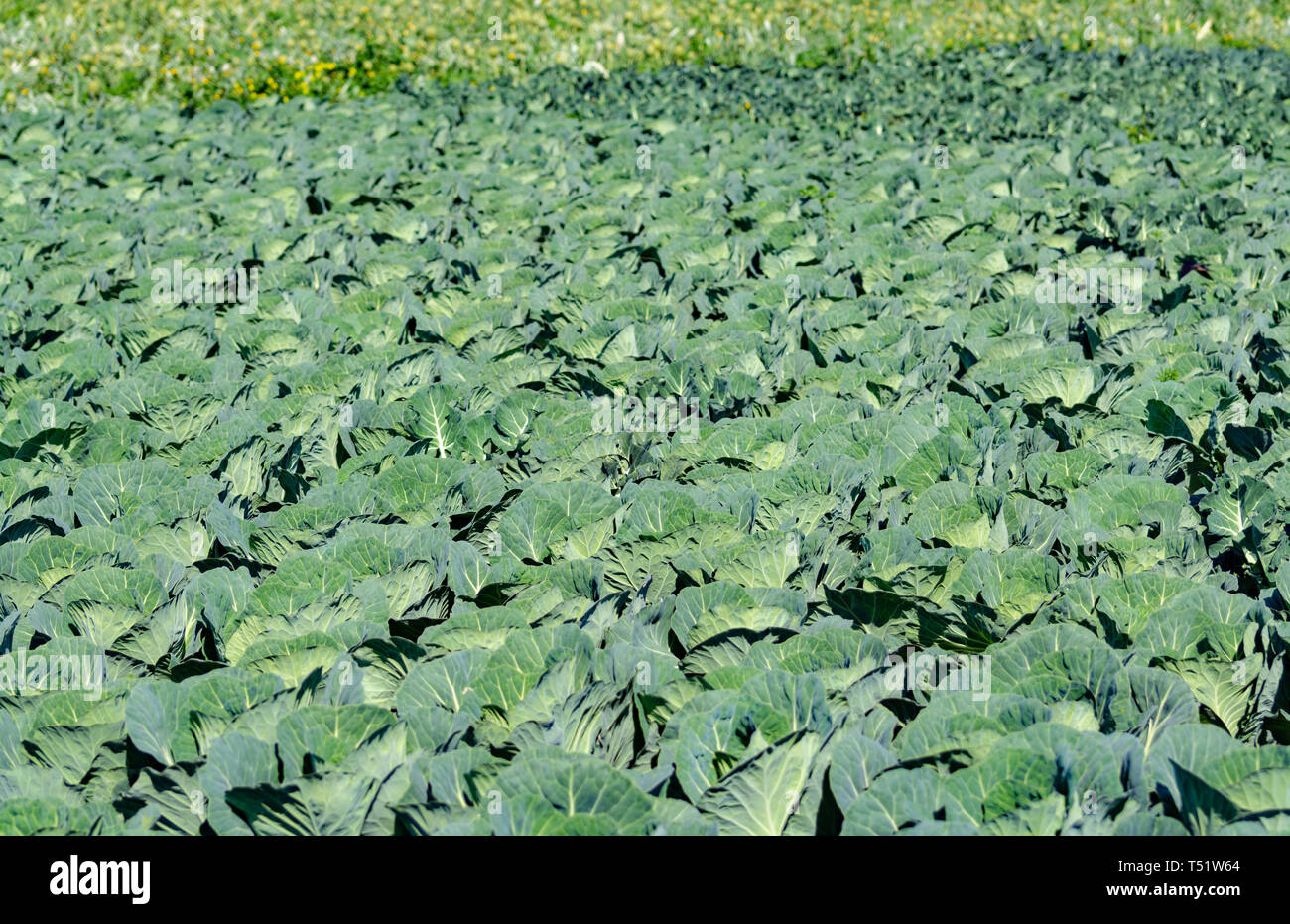 Farm field with rows of young fresh green cabbage plants growing ...