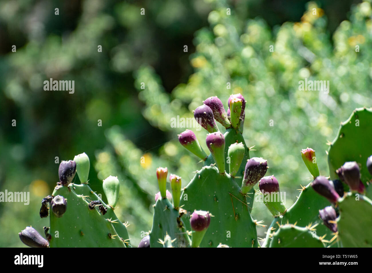 Opuntia or prickly pear cactus family with ripe fruits Stock Photo - Alamy