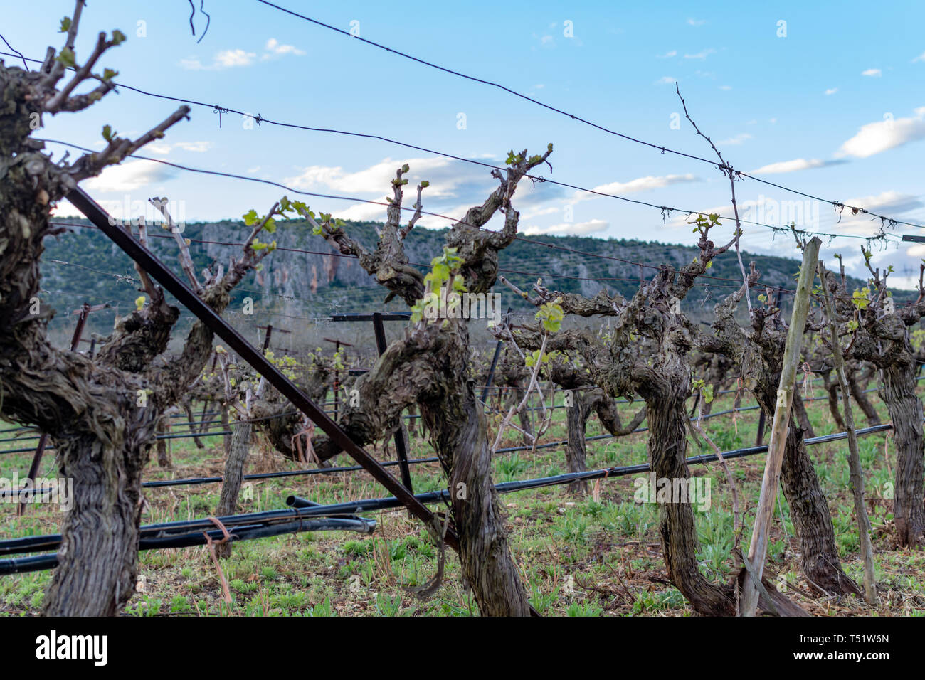 Grape vineyard mountains greece hi-res stock photography and images - Alamy
