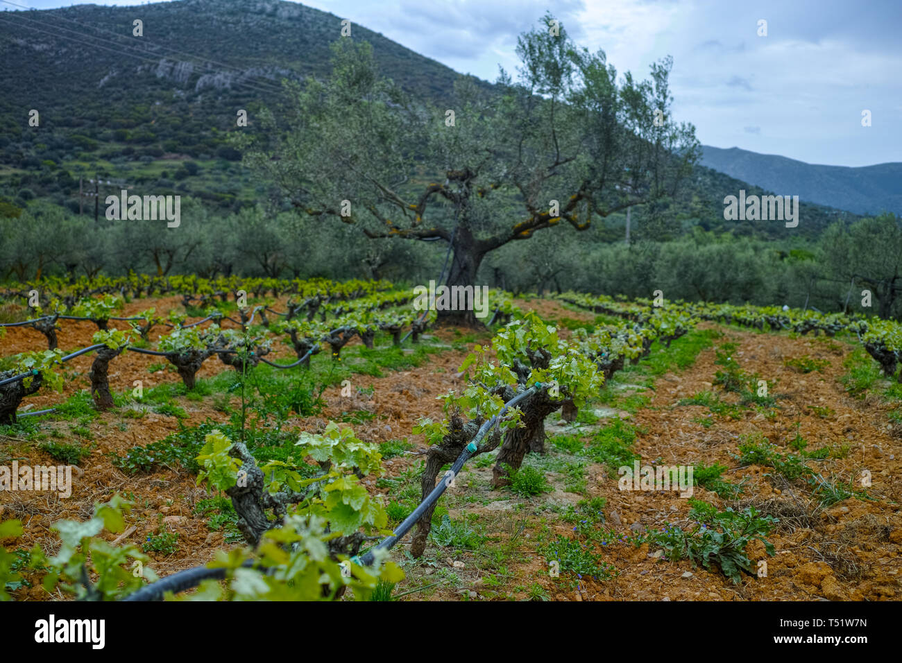 Old trunks and young green shoots of wine grape plants in rows in ...