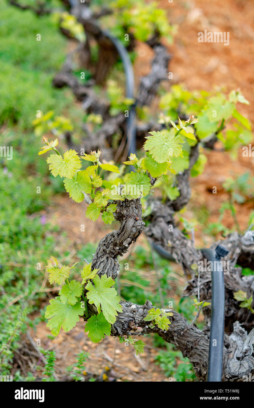 Old trunks and young green shoots of wine grape plants in rows in ...