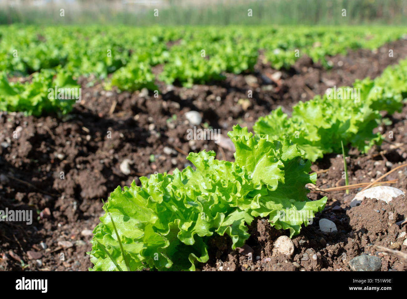 Farm field with rows of young fresh green salad lettuce plants growing ...