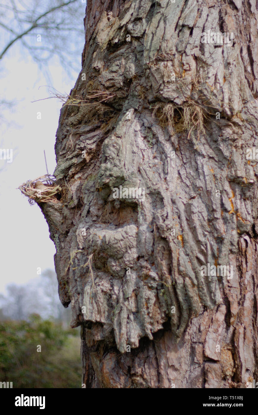 Face on a tree's bark. Artwork in an English garden Stock Photo - Alamy