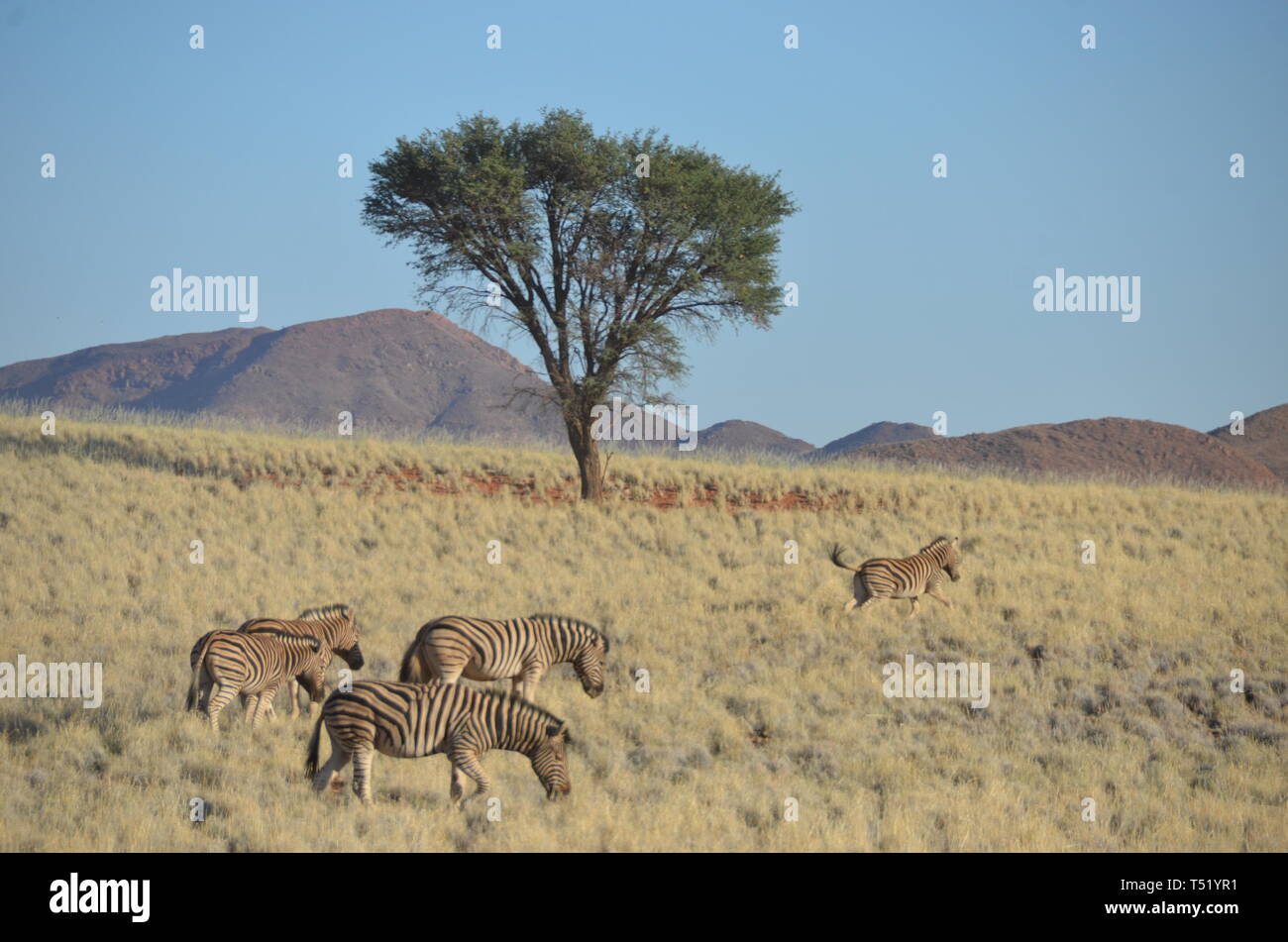 Beautiful landscape view in Namibia, Africa Stock Photo - Alamy