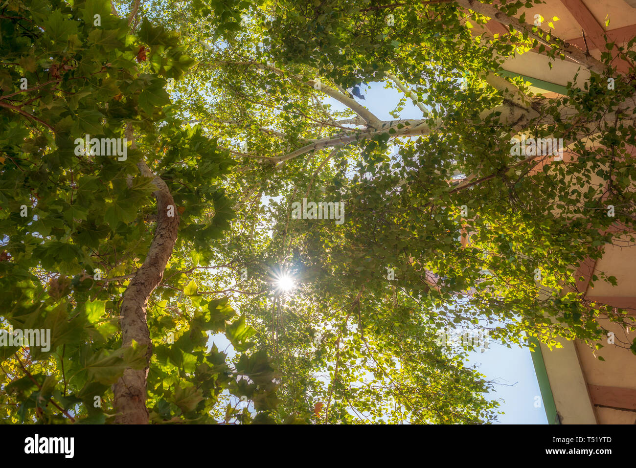 Sunlight through tree tops hi-res stock photography and images - Alamy