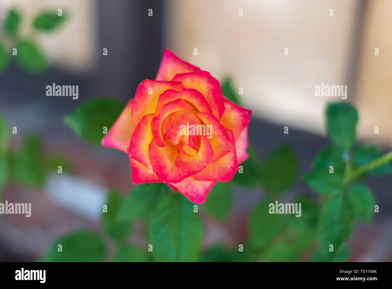 Yellow rose with red edges hi-res stock photography and images - Alamy