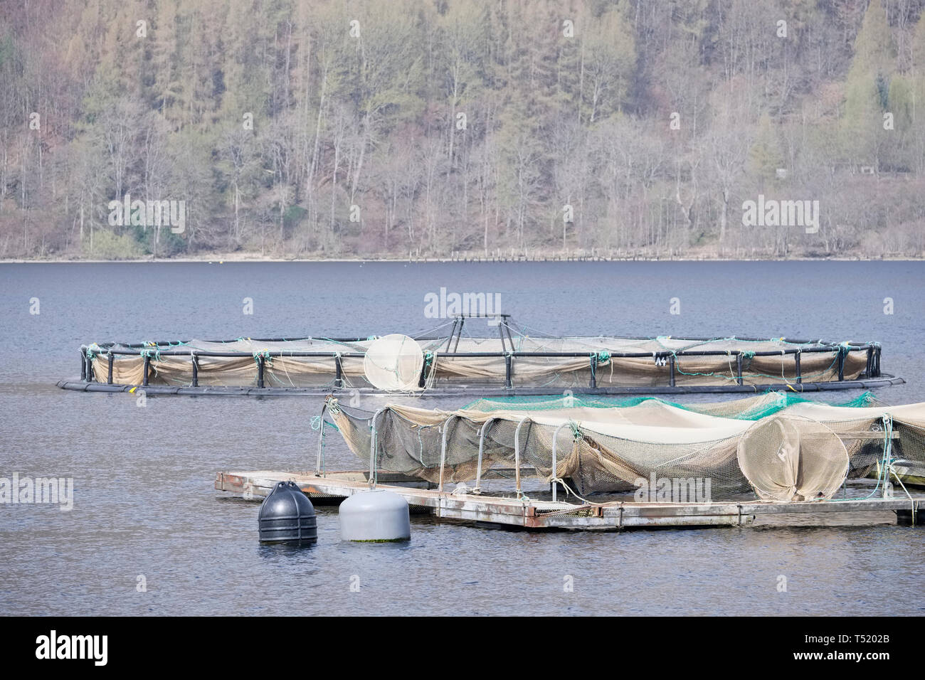 Fish farm salmon nets in natural environment Loch Tay Perthsire ...