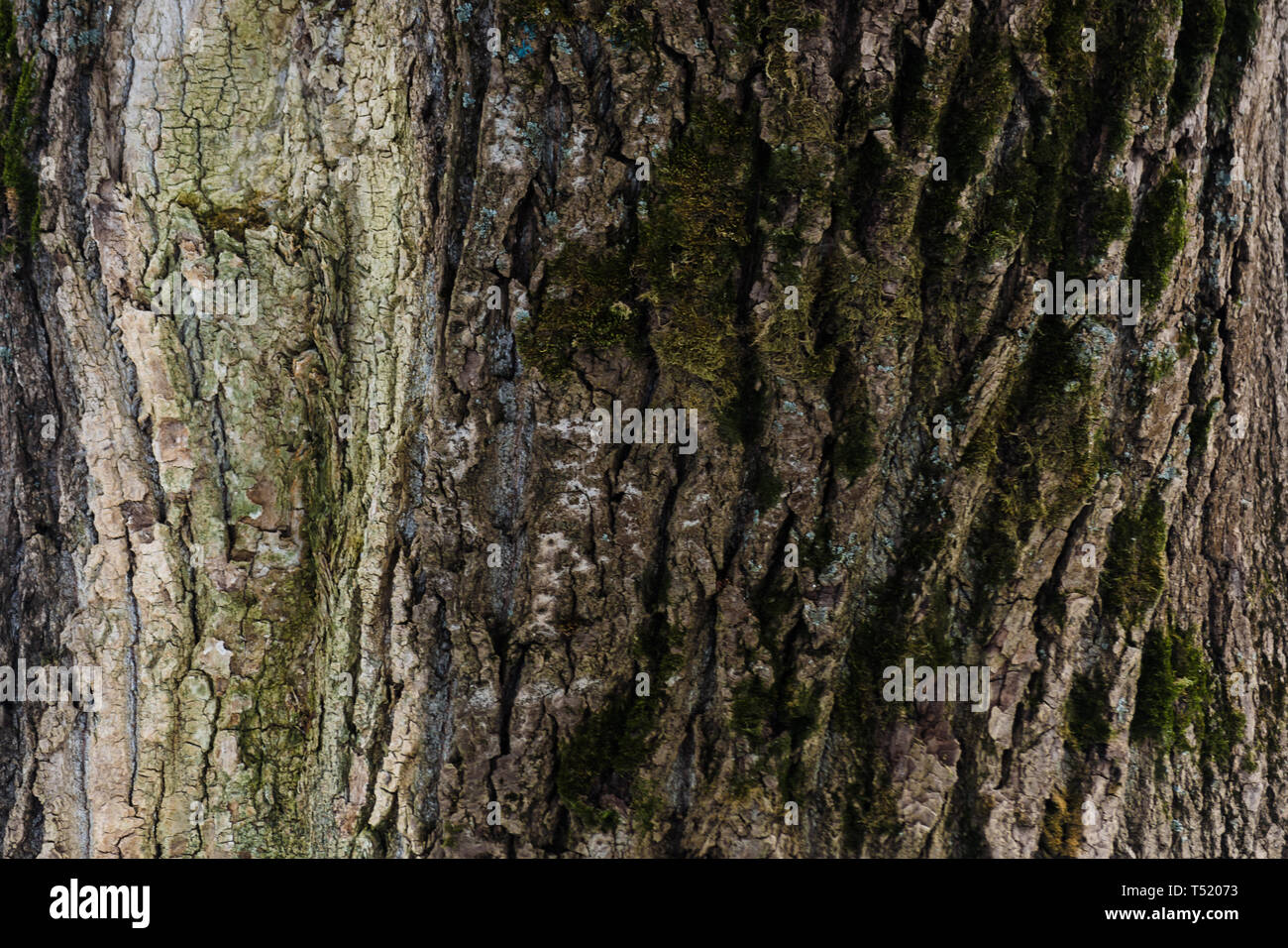 Embossed texture of the bark of a tree. Old wood tree texture pattern ...