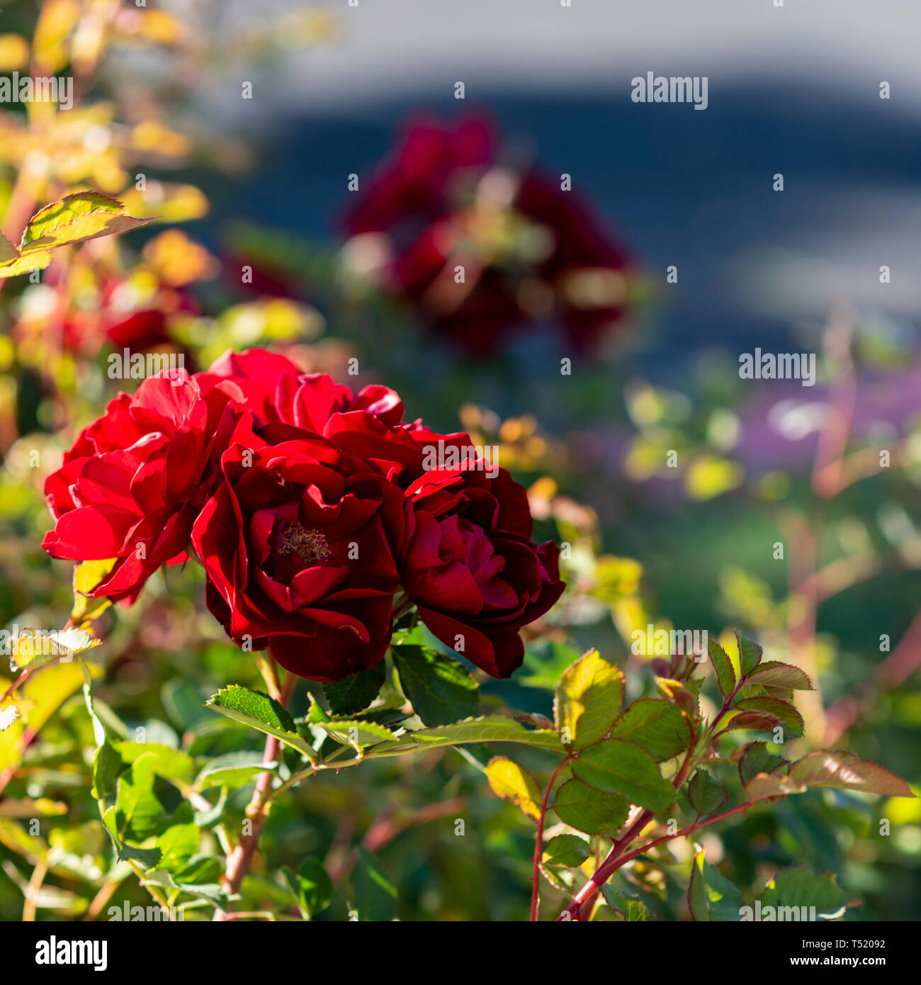 Red roses flowers hi-res stock photography and images - Alamy