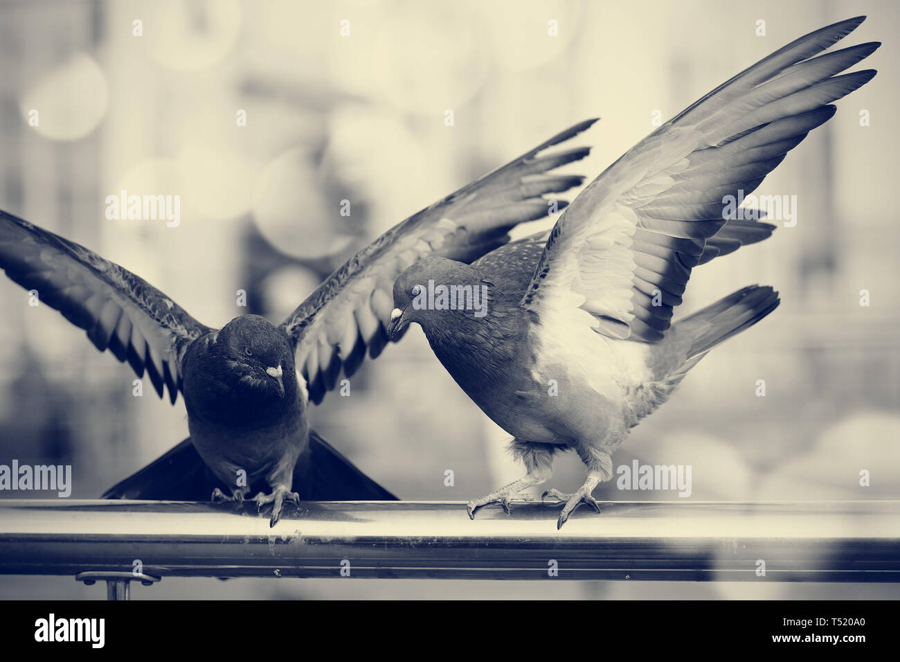 Two city rock pigeons fight on a handrail Stock Photo - Alamy