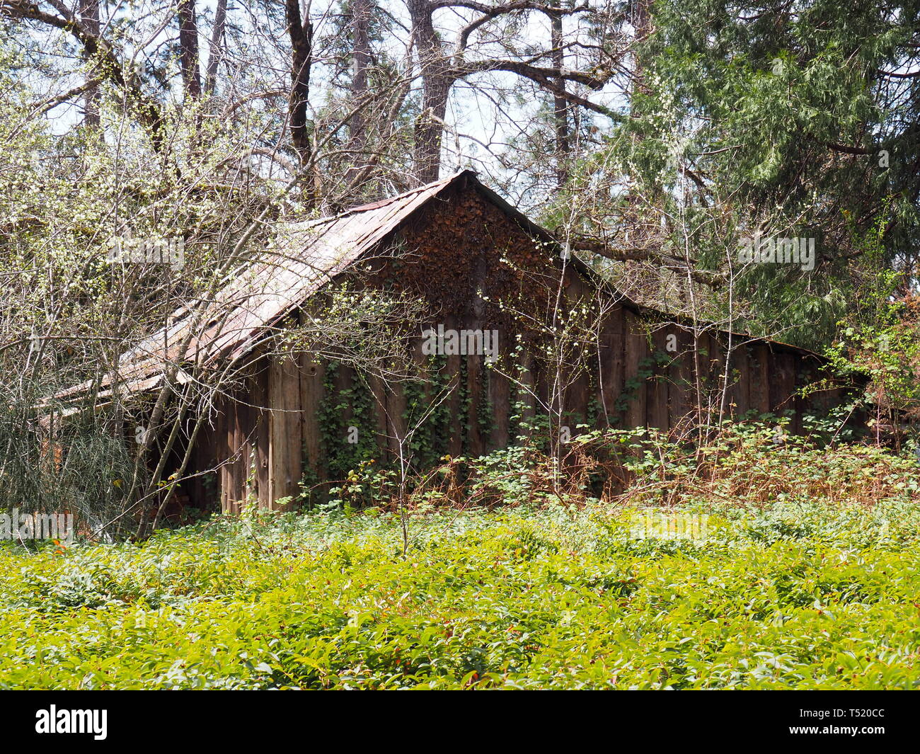 The shack, a cabin crumbling and abandoned under tall trees Stock Photo ...