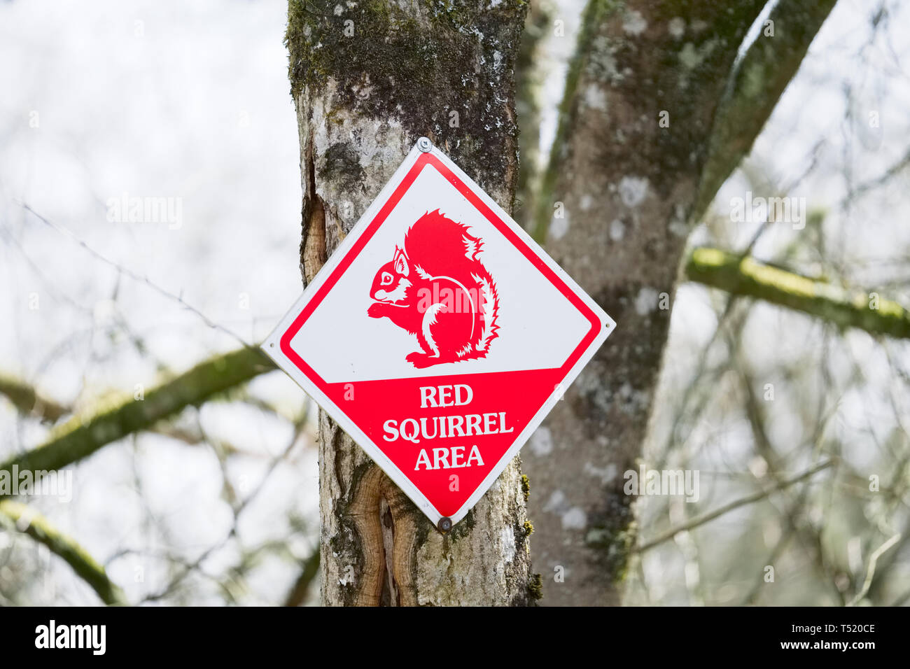 Red squirrel area conservation road sign in Scotland Stock Photo - Alamy
