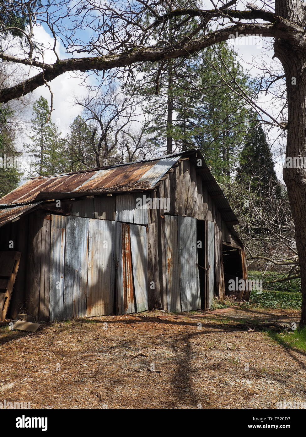 The shack, a cabin crumbling and abandoned under tall trees Stock Photo ...