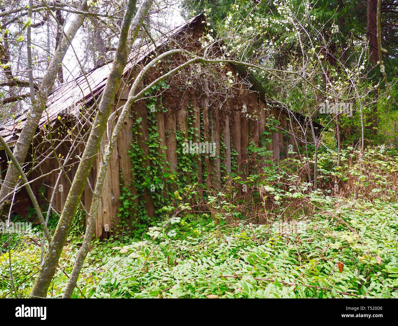 The shack, a cabin crumbling and abandoned under tall trees Stock Photo ...