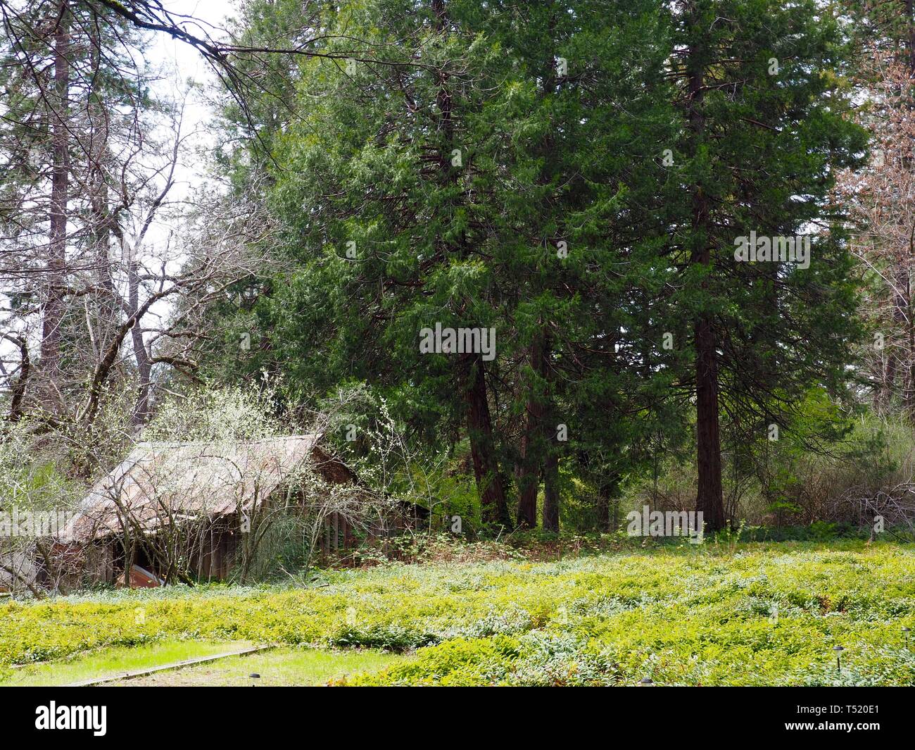 The shack, a cabin crumbling and abandoned under tall trees Stock Photo ...