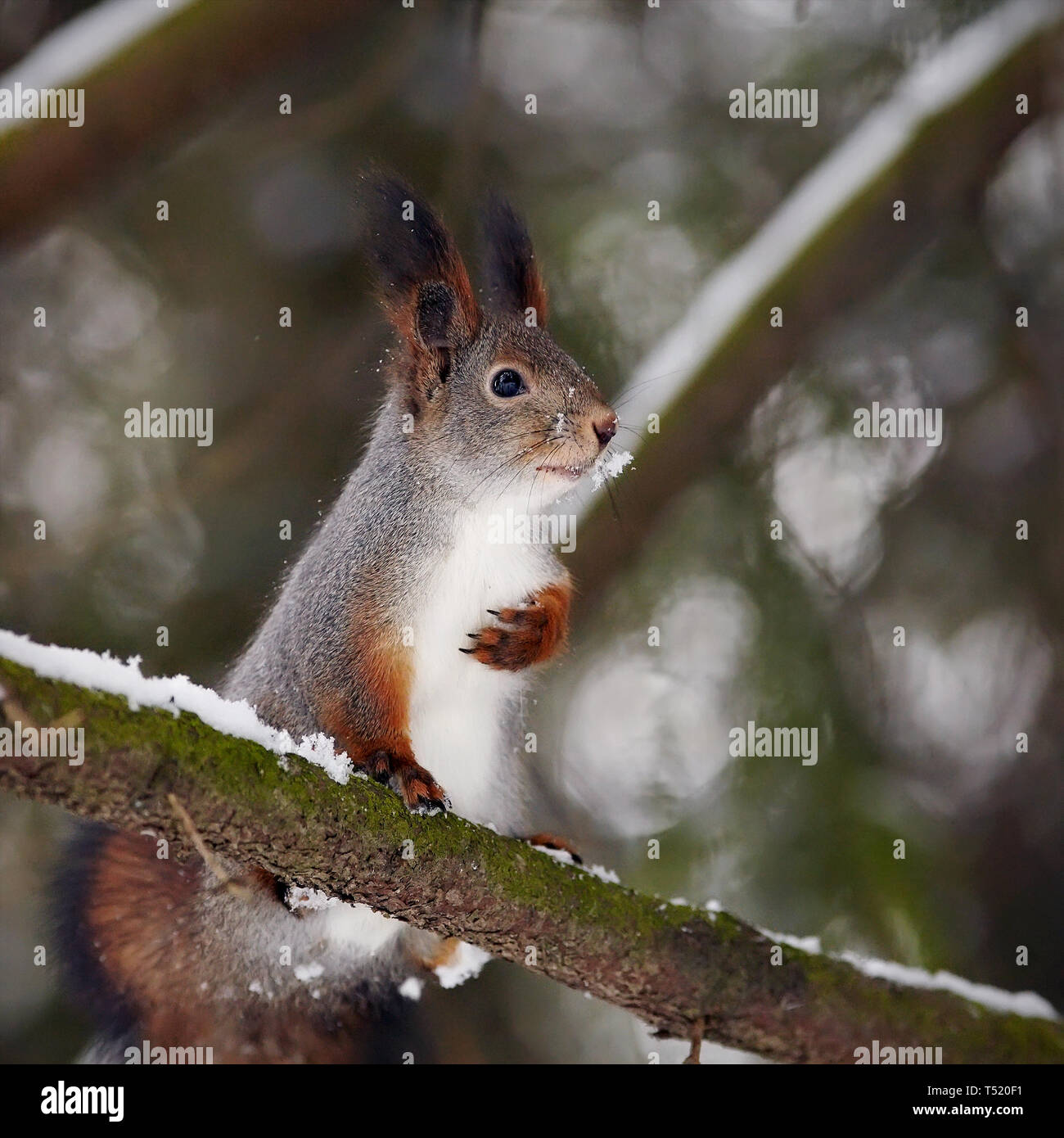 Squirrel on a tree branch. Wild small animal. Fluffy squirrel. Wild ...