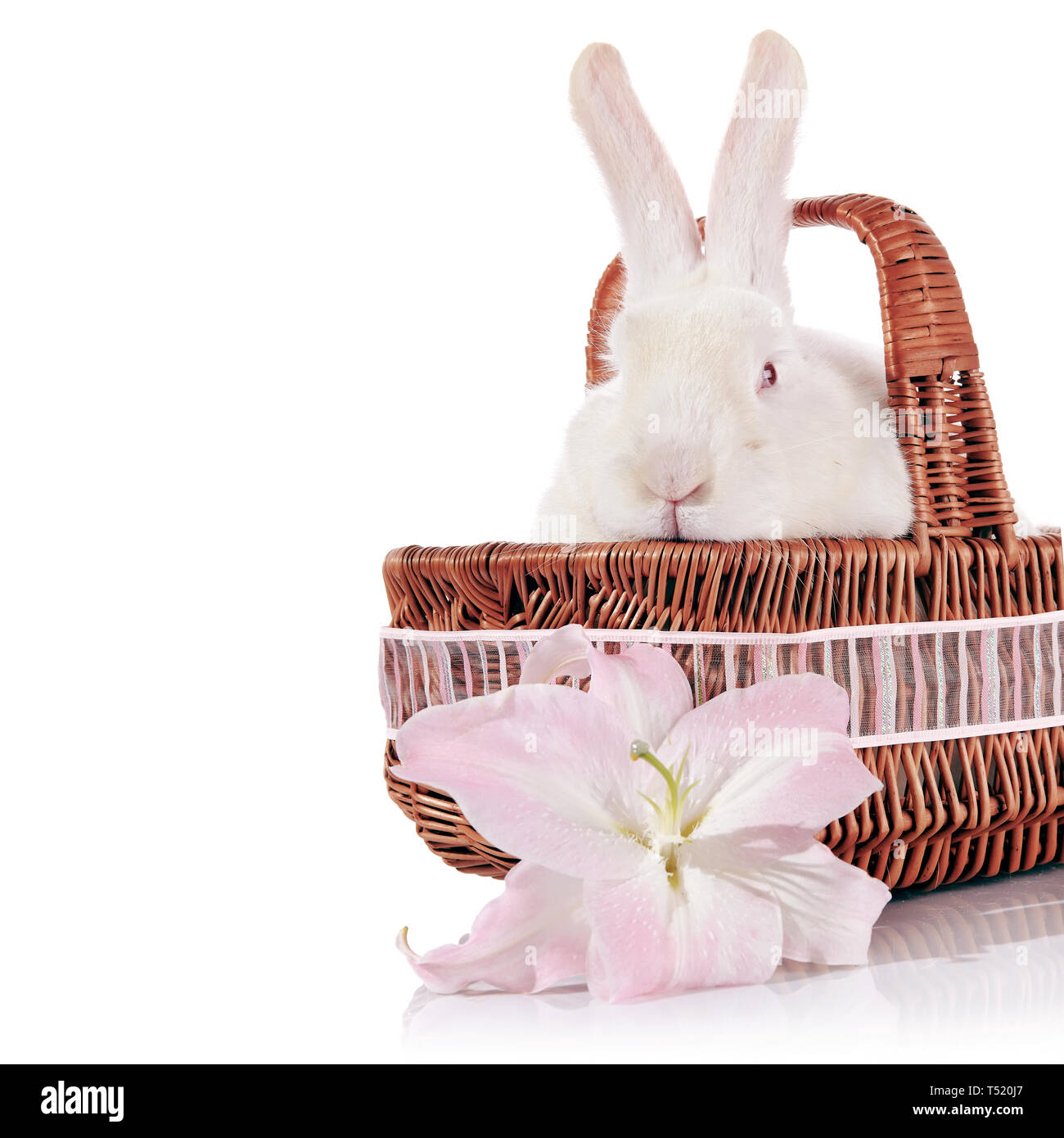 Portrait of a white rabbit in a wattled basket and white-pink lily ...