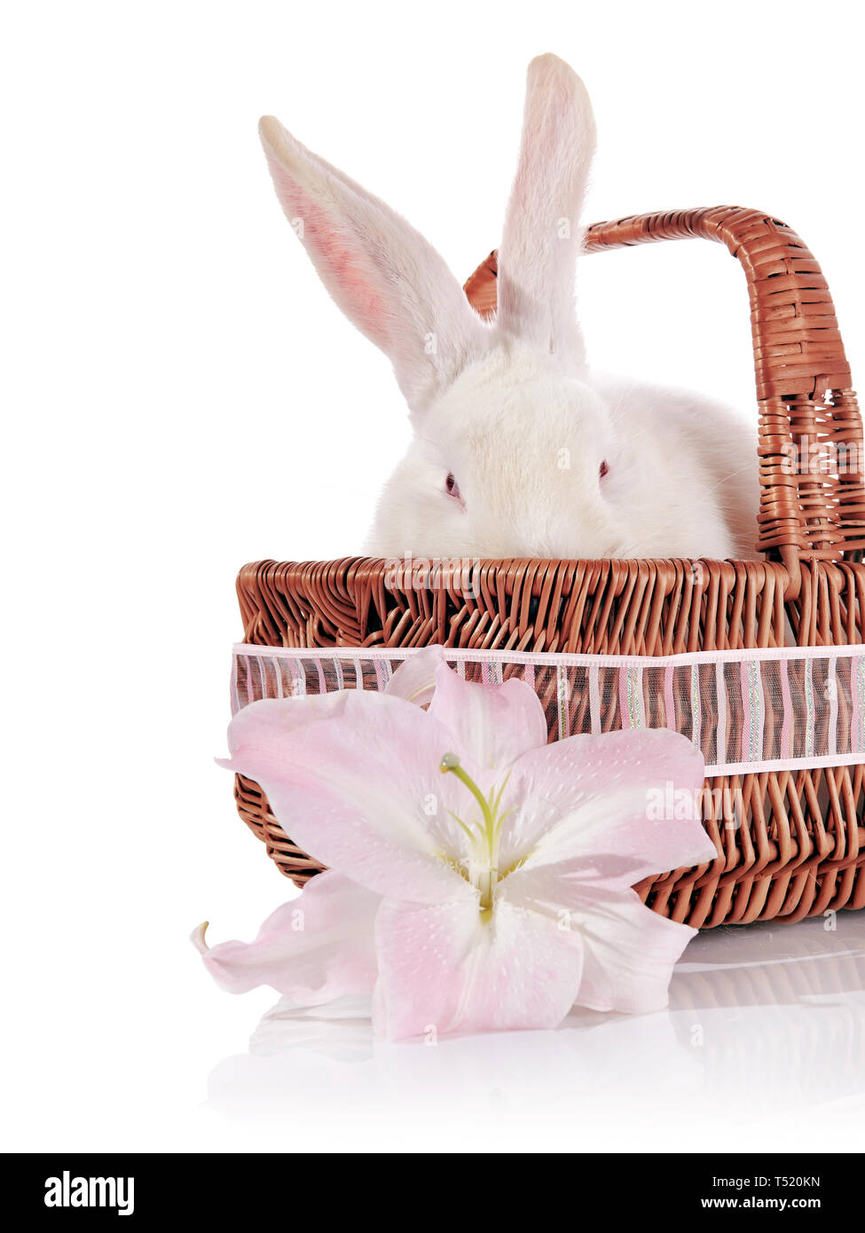 White rabbit in a wattled basket with a white-pink lily flower Stock ...