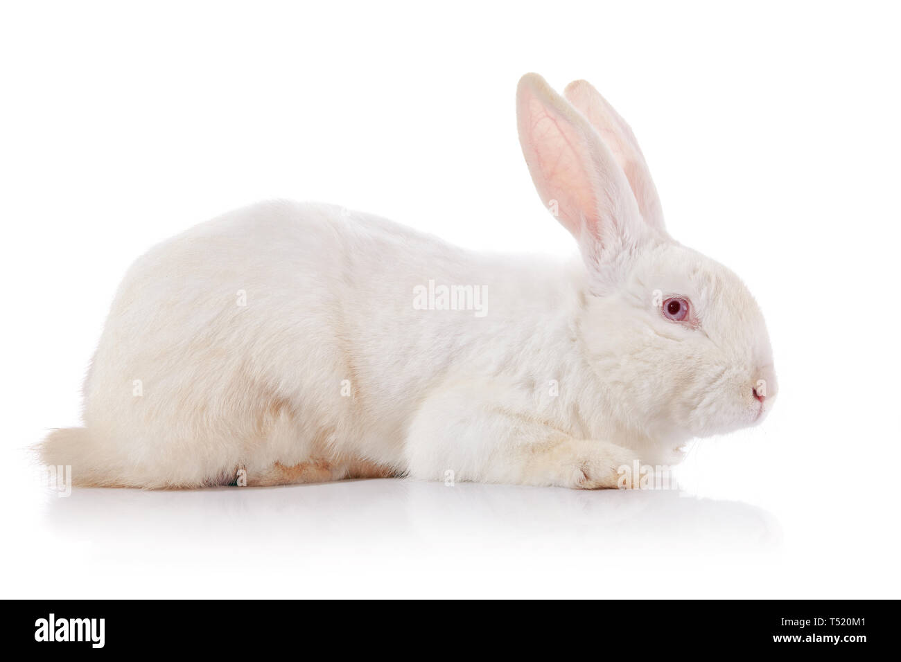 White rabbit with red eyes on a white background Stock Photo - Alamy