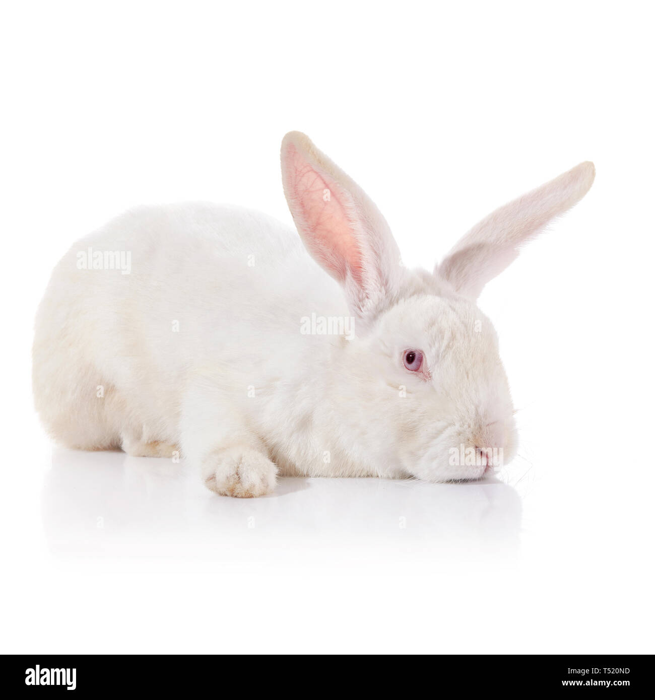 White timid rabbit with red eyes on a white background Stock Photo - Alamy