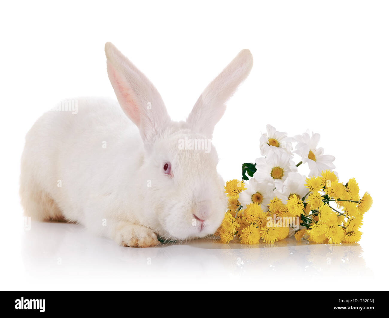 White rabbit with red eyes with flowers on a white background Stock ...