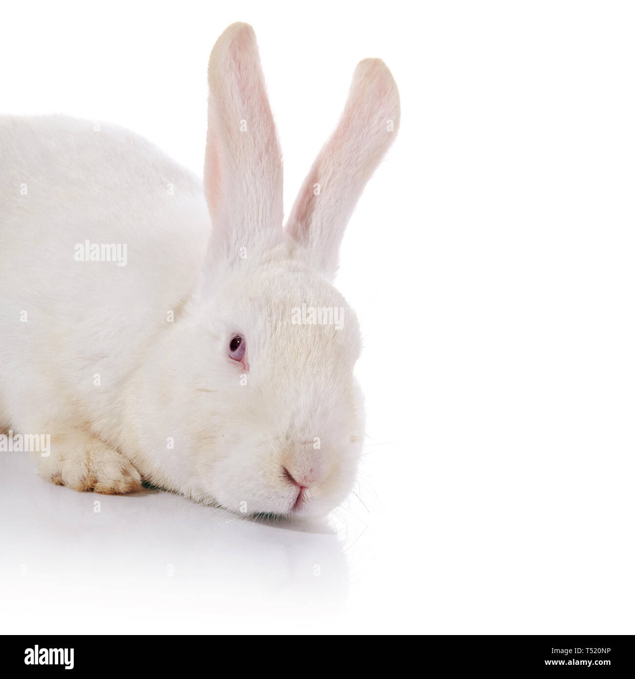 Portrait of a white rabbit with red eyes on a white background Stock ...