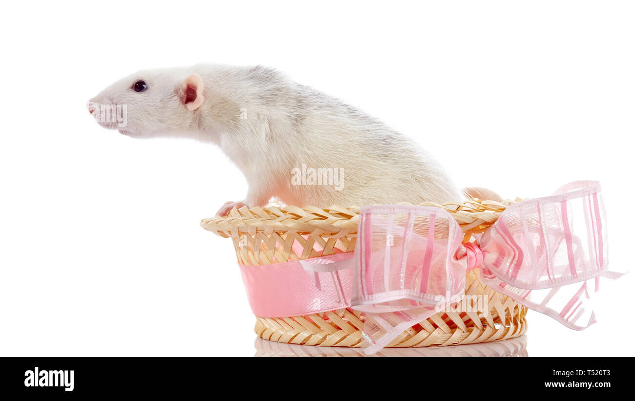 The white rat sits in a wattled basket with a pink bow Stock Photo - Alamy