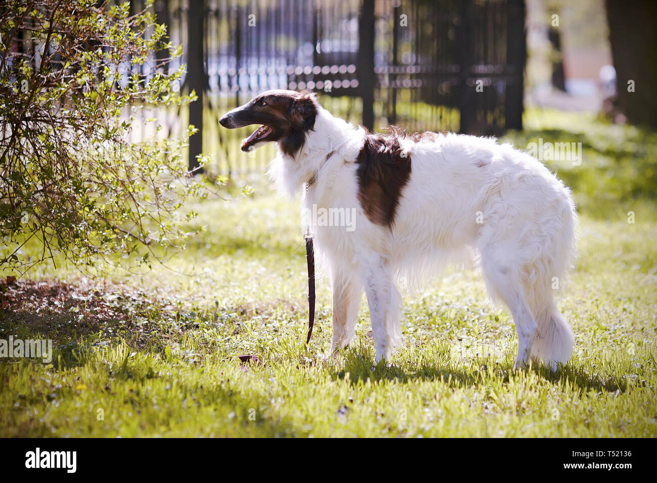 Hunting dog. Borzoi. White dog with spots. Dog for hunting Stock Photo ...