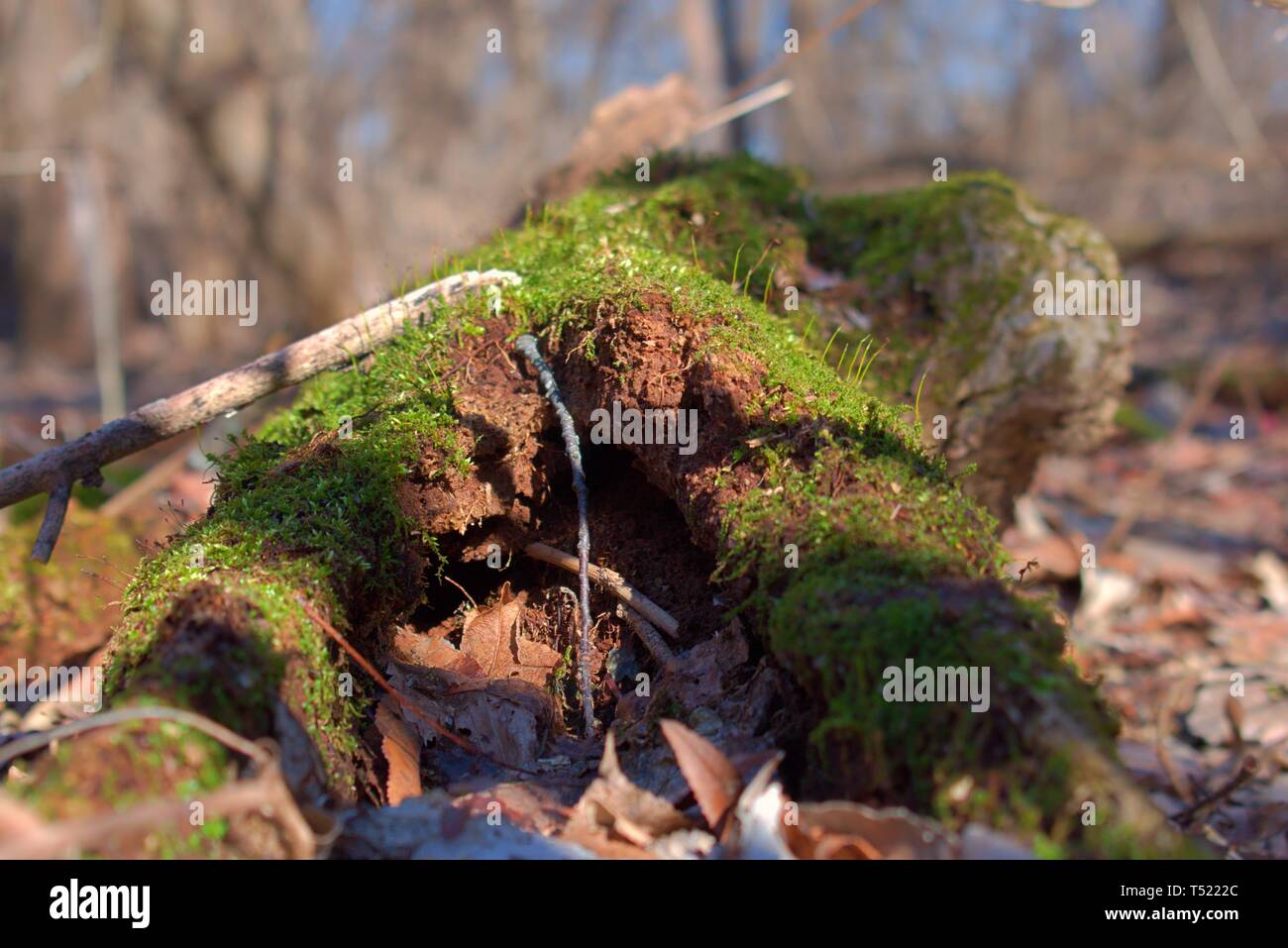 Rotten log hi-res stock photography and images - Alamy
