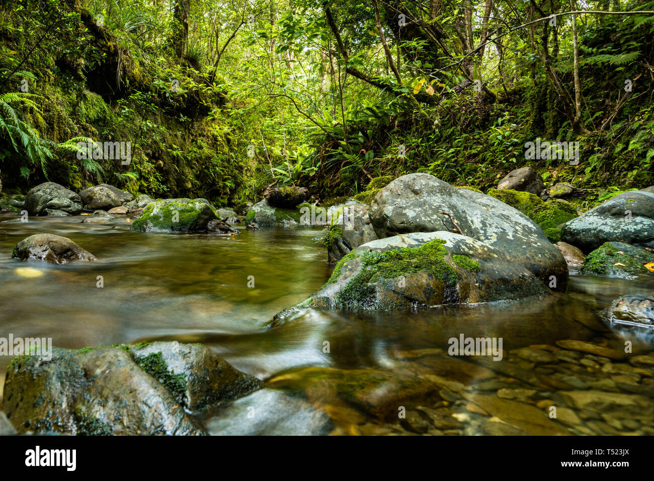 Mountain stream deep in lush New Zealand native bush Stock Photo - Alamy